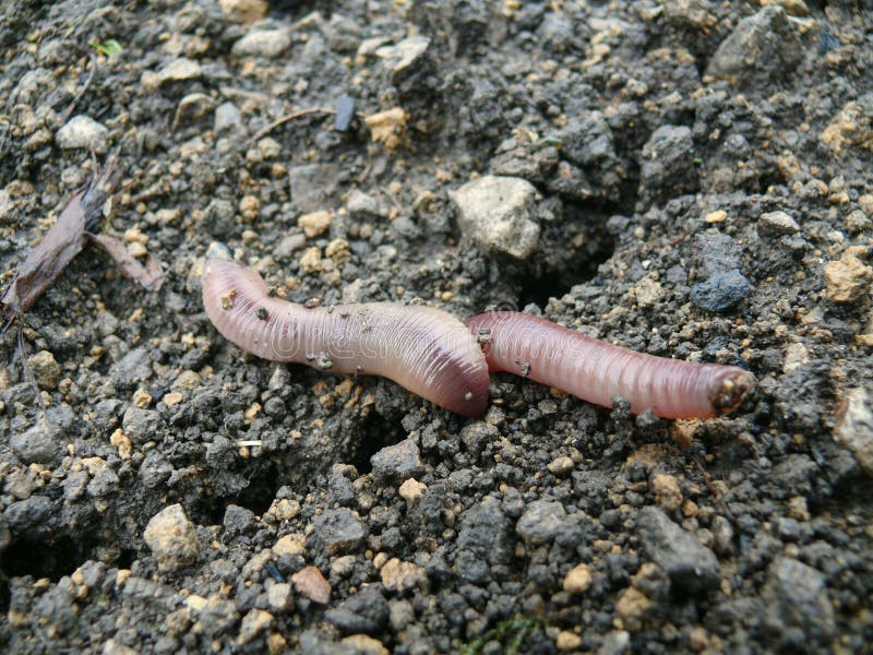 2,046 Minhocas Fotos - Fotos de Stock Gratuitas e Fotos Royalty-Free ...