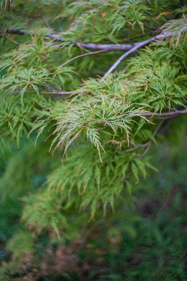 Mini acer tree in the park stock photo. Image of plant - 279338860