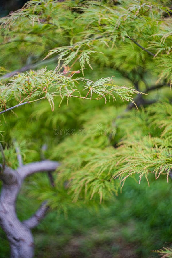 Mini acer tree in the park stock photo. Image of mini - 279338870