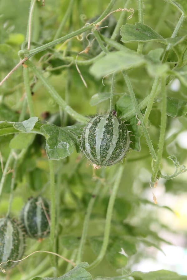 Mini anguria fotografia stock. Immagine di nave, figura - 56260438
