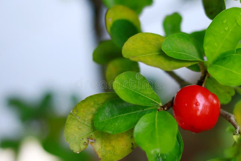 Mini apple stock image. Image of japan, apple, leaf - 179691615