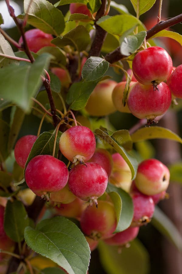 Mini apples tree stock photo. Image of little, fruit - 57244644