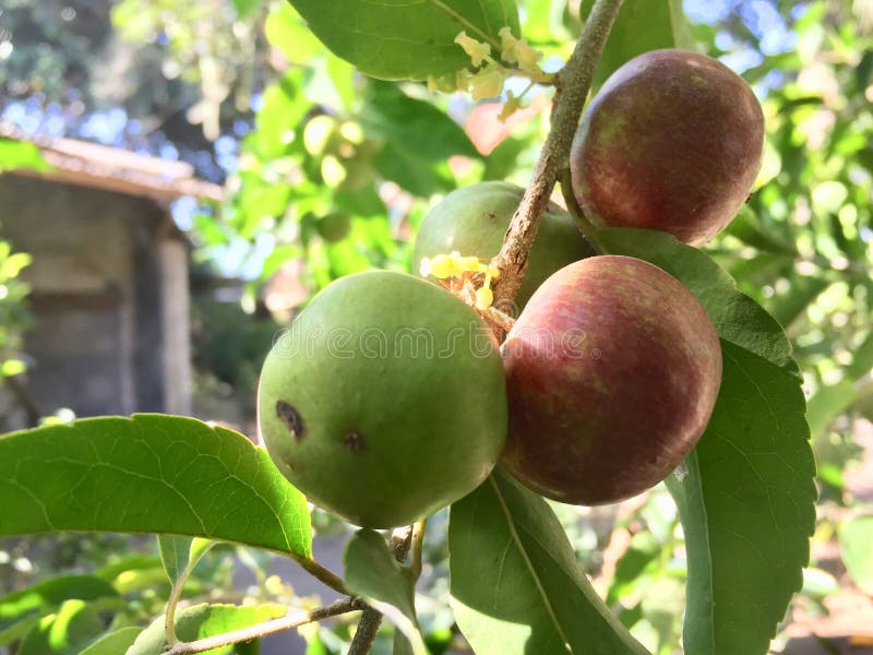 Mini apples are cute stock photo. Image of nature, strawberry - 230962700