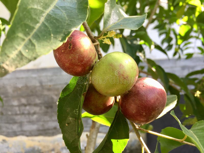 Mini apples are cute stock photo. Image of strawberry - 230962698