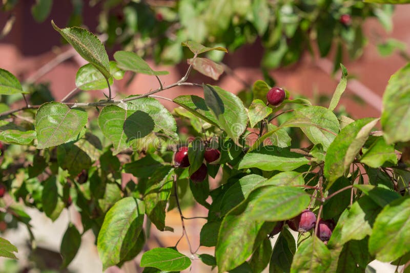 Mini apple tree stock photo. Image of apples, branch - 34653416