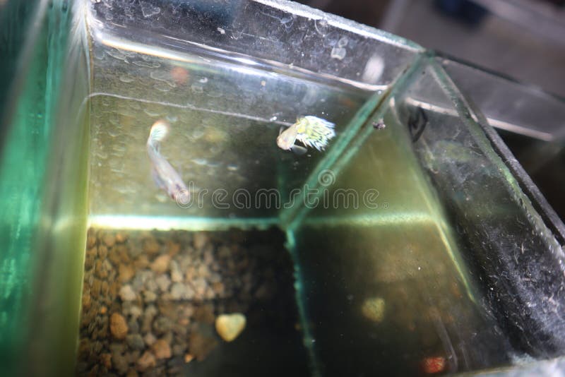 Mini Aquarium for Gappy Fish Stock Photo - Image of animal, light ...