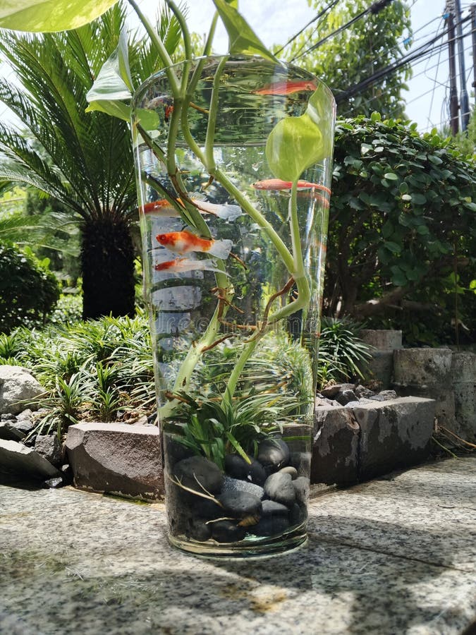 Mini Aquascape with Little Koi Fish Stock Photo - Image of macro, moss ...