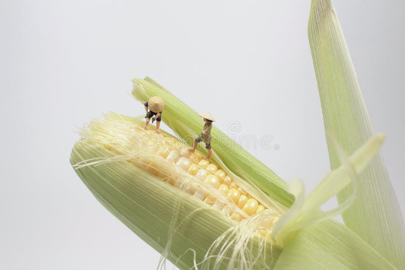 A Mini of Asian Peasants Harvesting Corn Stock Photo - Image of people ...