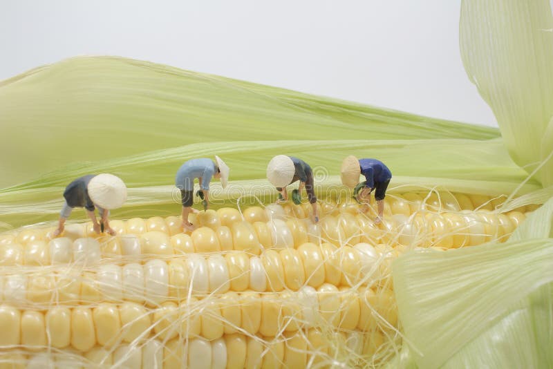 A Mini of Asian Peasants Harvesting Corn Stock Image - Image of harvest ...