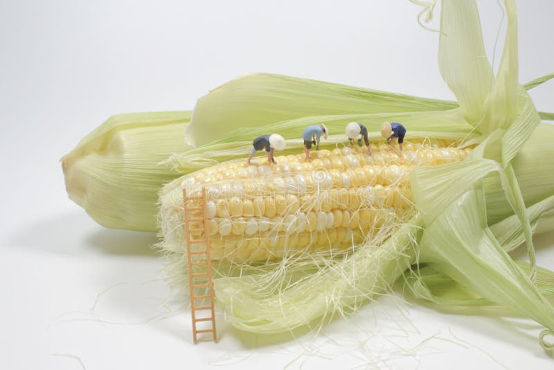 A Mini of Asian Peasants Harvesting Corn Stock Photo - Image of field ...
