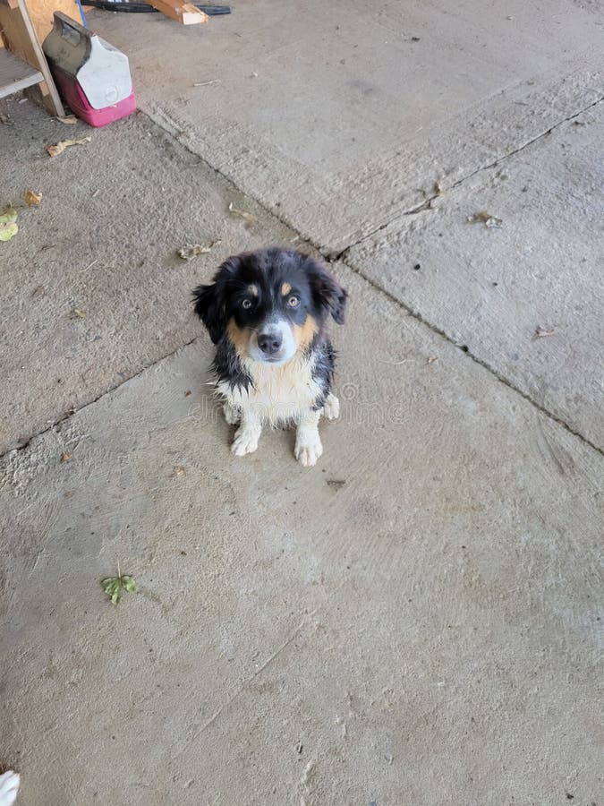 Mini Aussie female stock photo. Image of animal, terrier - 225945690