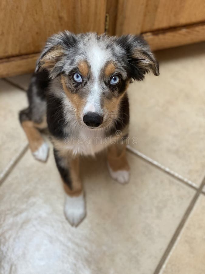 Mini Aussie puppy stock photo. Image of blue, aussie - 194098064