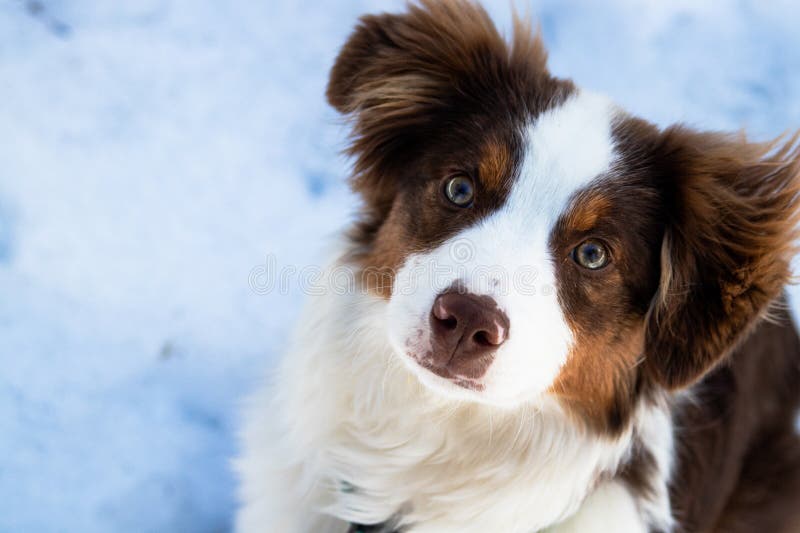 Mini Aussie in the snow stock photo. Image of coloring - 274227606