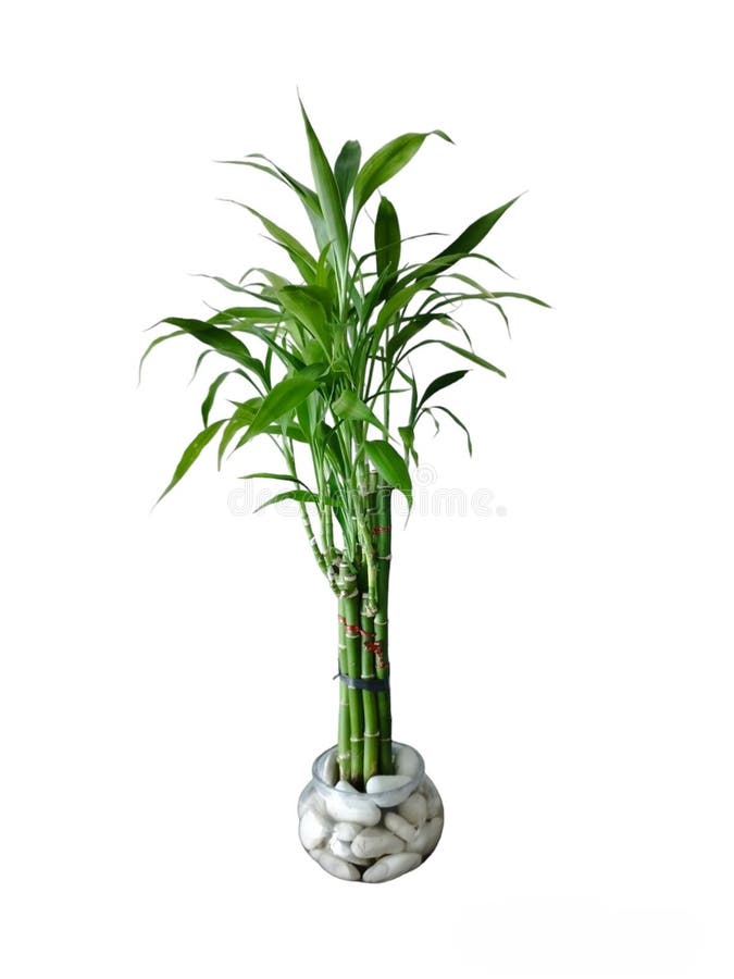 Mini Bamboo in a Flower Fitting Stock Image - Image of fitting, bambu ...