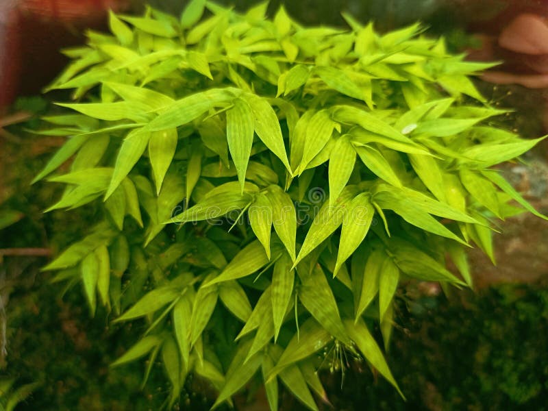Mini Bamboo Grass in Borneo Forest Stock Photo - Image of borneo, mini ...