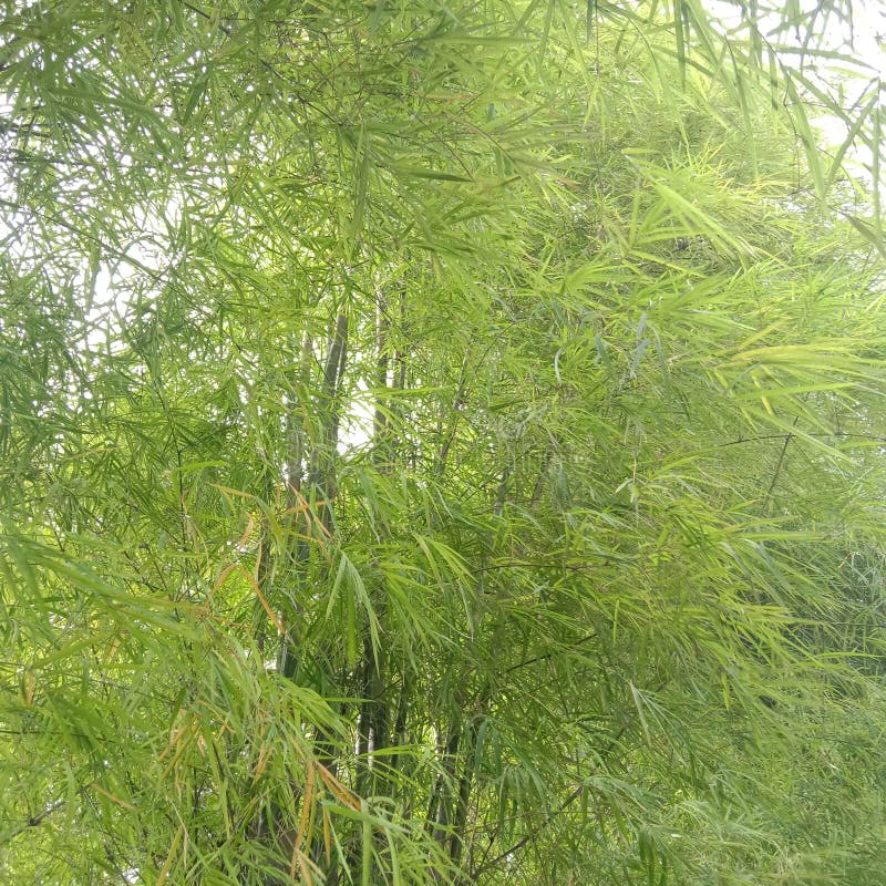 Mini Bamboo Home Page Decoration Stock Image - Image of deciduous ...