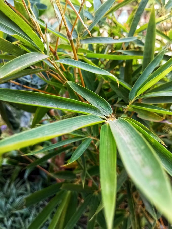 Mini bamboo tree in garden stock photo. Image of asia - 30845818