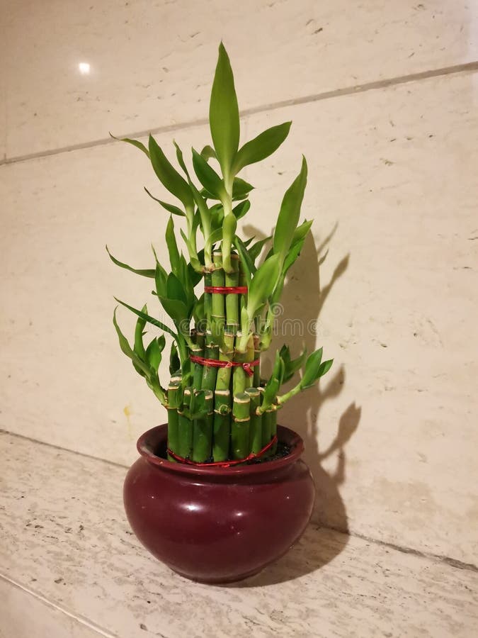 Mini Bamboo Plants Decorate the Room Stock Image - Image of bamboo ...