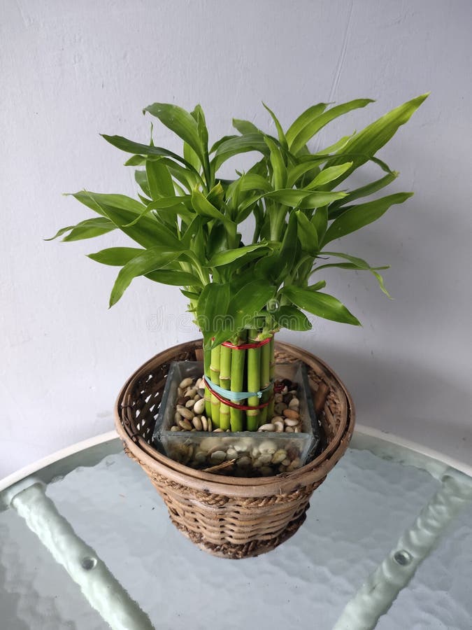 Mini bamboo tree in garden stock photo. Image of asia - 30845818