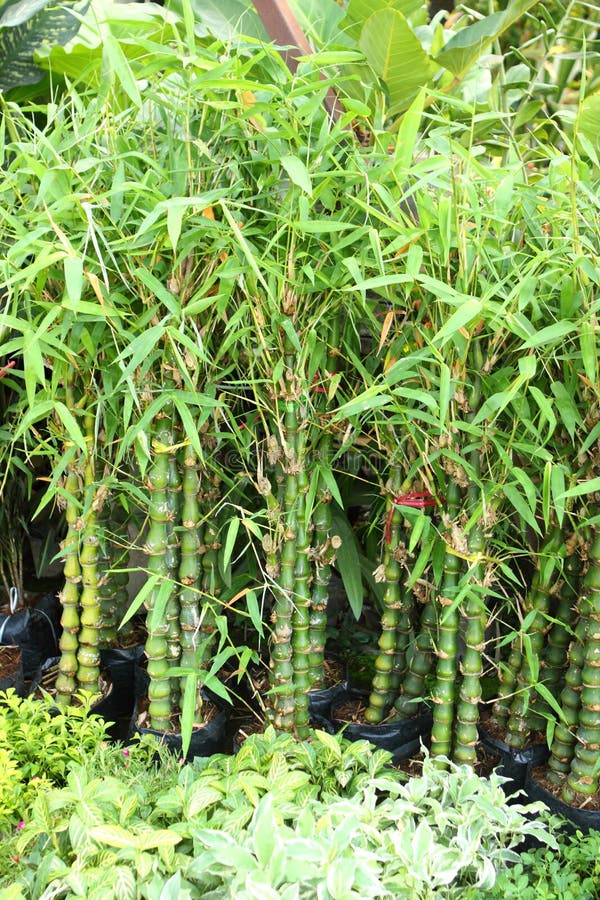 Mini bamboo tree in garden stock photo. Image of asia - 30845818