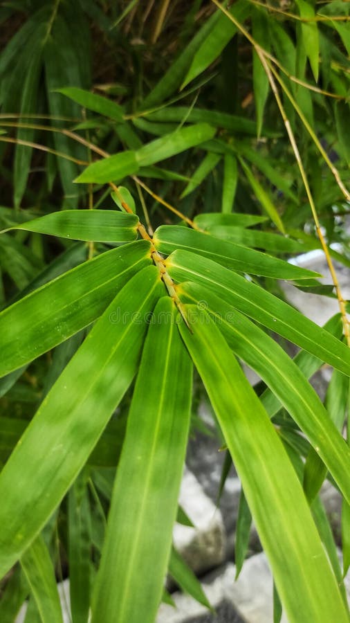 Mini bamboo tree leaves stock photo. Image of lawn, tree - 214465514
