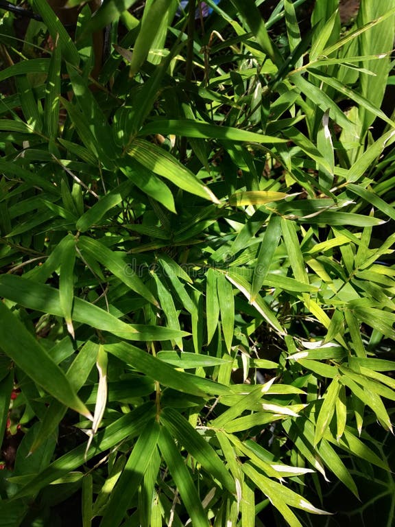 Mini Bamboo Tree in the Yard Stock Image - Image of garden, spring ...
