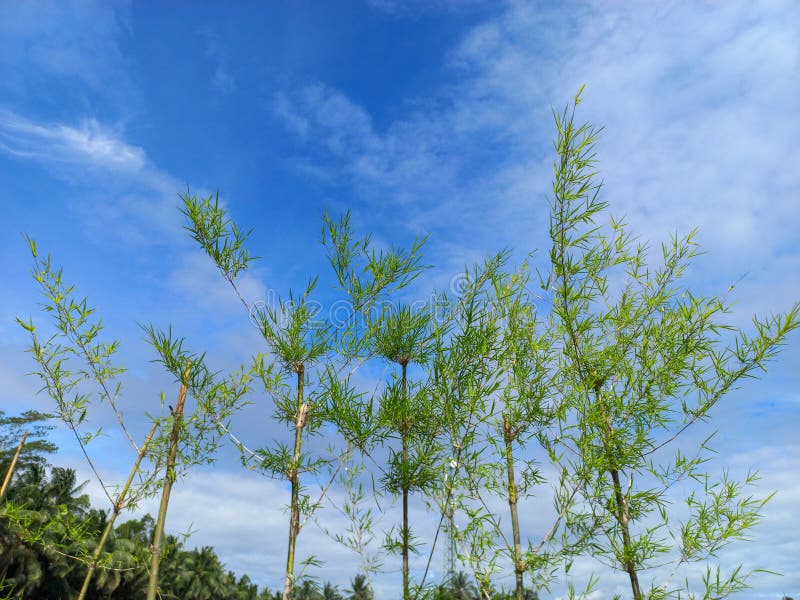 Mini Bamboo Trees Grow in a Line Stock Photo - Image of prairie ...