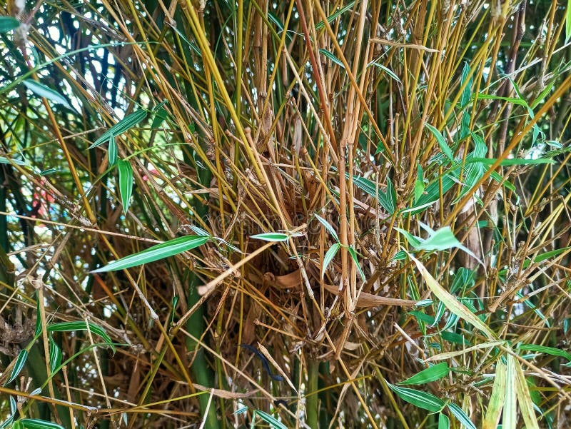 Photo Background Image Mini Bamboo Stock Photo - Image of colour ...