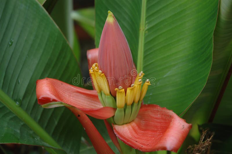 Mini banana flowers stock photo. Image of fingers, fruit - 896858