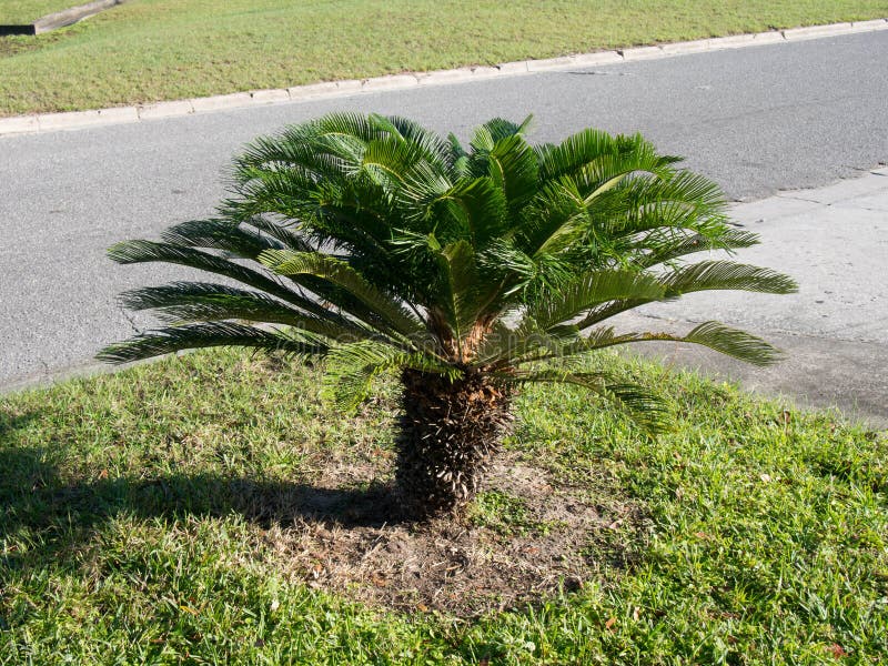 Mini Palmera Con Dos Cactus Redondos Foto de archivo - Imagen de ...