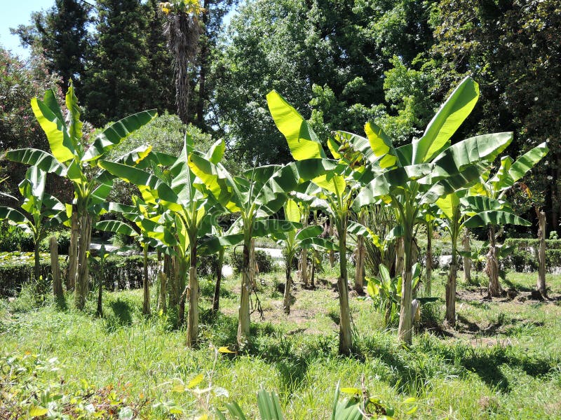 Mini Banana Plantation in Sunny Summer Day Stock Photo - Image of stem ...