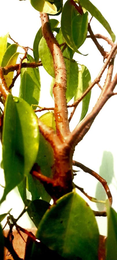 The Mini Banyan Bongsai Tree Has a Unique Stem? Stock Photo - Image of ...
