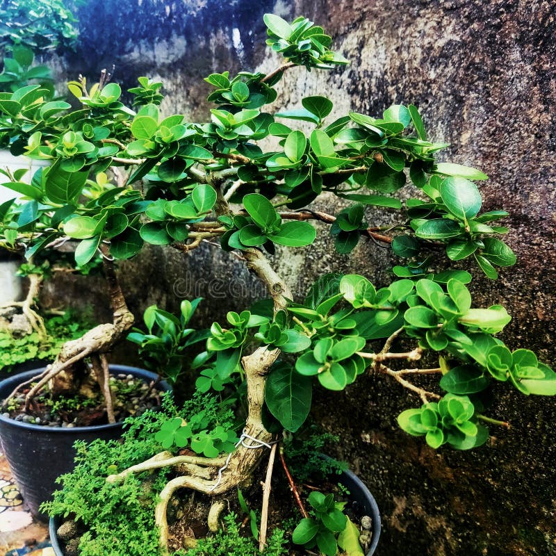 Mini Banyan Tree Bonsai Planted in a Pot Stock Photo - Image of leaf ...