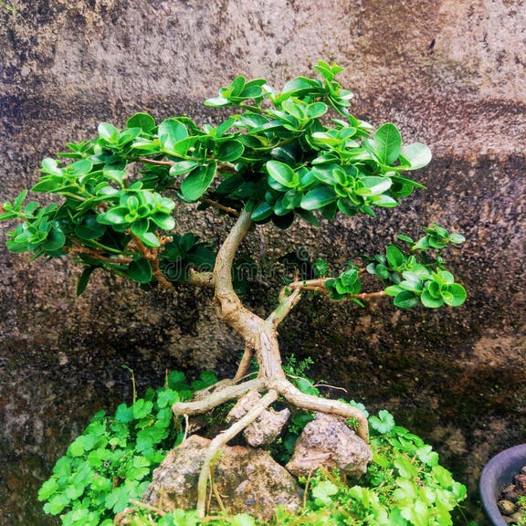 Mini Banyan Tree Bonsai Planted in a Pot Stock Photo - Image of ...