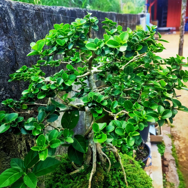 Mini Banyan Tree Bonsai Planted in a Pot Stock Image - Image of produce ...
