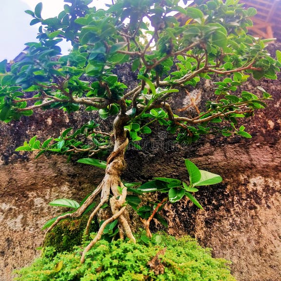 Mini Banyan Tree Bonsai Planted in a Pot Stock Photo - Image of shrub ...