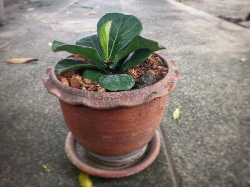 A Mini Banyan Tree in a Clay Pot Stock Photo - Image of yard, plant ...