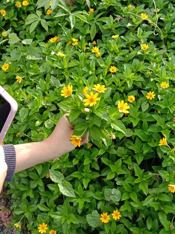 Mini Beautiful SunflowersðŸŒ» Stock Photo - Image of wildflower, garden ...
