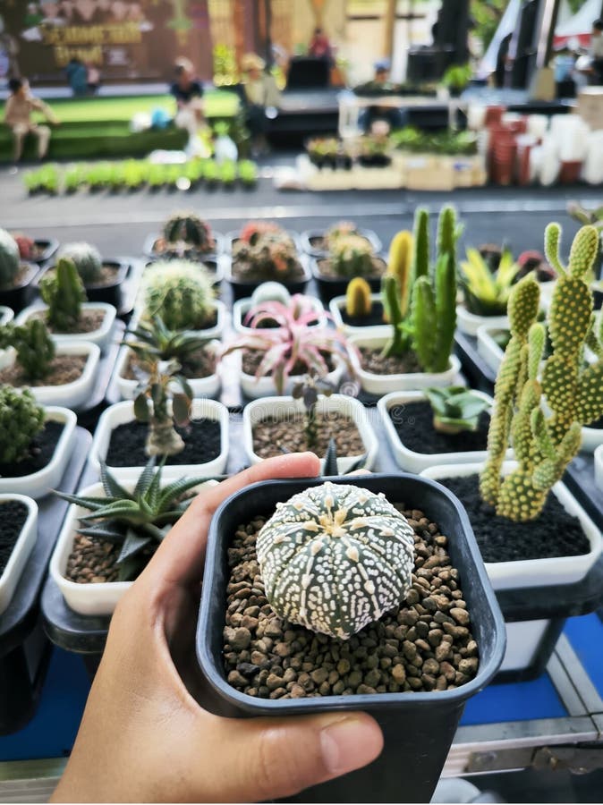 Mini and Beautiful Superkabuto Astrophytum Cactus?? Stock Photo - Image ...