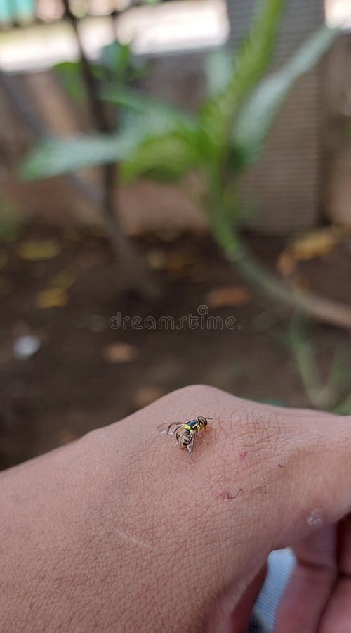 Mini Bees Perch on the Skin of the Hand Stock Image - Image of hand ...