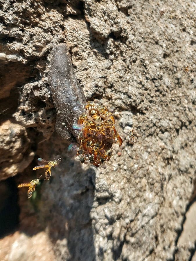 Mini Bees United Doing Their Mine Inside that Tube, we See they Do Well ...