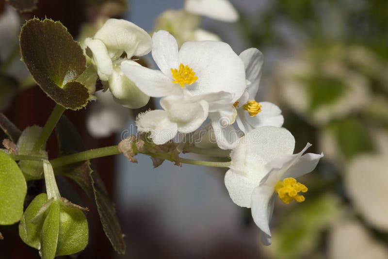 Mini Begonia stock photo. Image of close, white, mini - 31390546