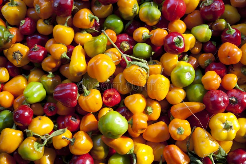 Mini bell peppers stock photo. Image of gardening, freshness - 26951418