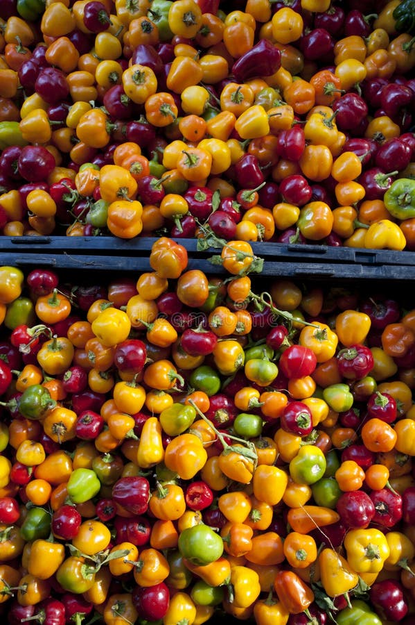 Mini bell peppers stock image. Image of bell, farm, green - 26951549