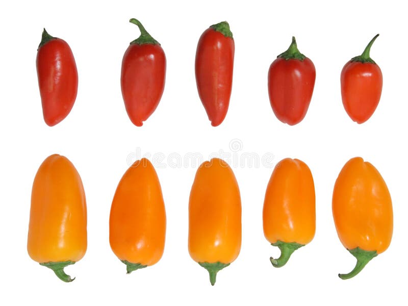 Mini bell peppers isolated stock photo. Image of mini - 3597314