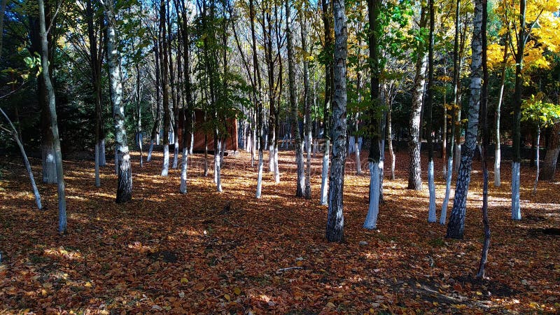Mini birch forest stock photo. Image of tree, birch - 161422670