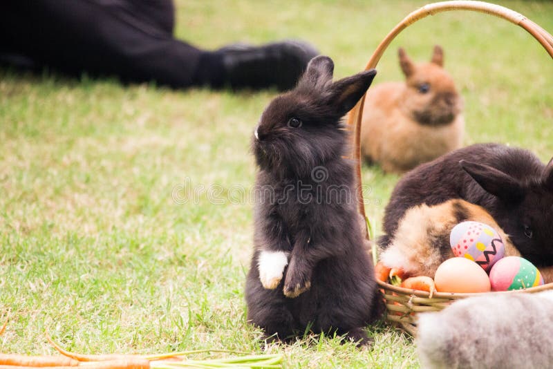 Mini black rabbit stand up stock image. Image of season - 81876933