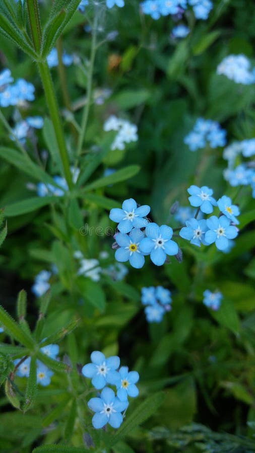 Mini Blue Flowers on a Syracuse NY Park Stock Photo - Image of flowers ...