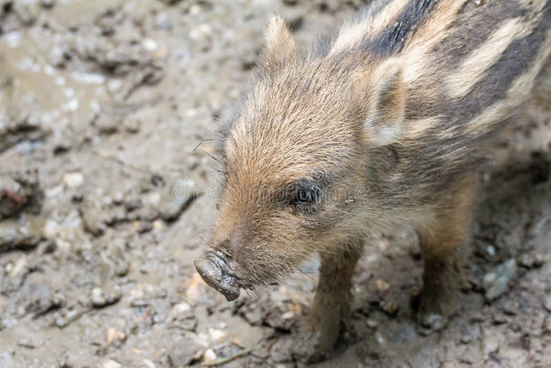 Mini boar piglet stock image. Image of fast, animals - 74947331