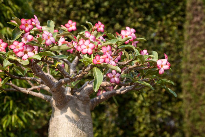 Mini Bonsai Baobab Tree Blossoming in a Park. Pink Flowers Stock Photo ...